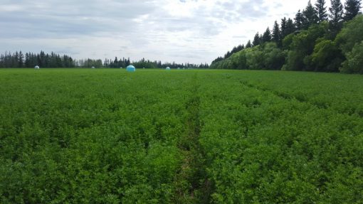 Alfalfa 9111 | Interlake Forage Seeds