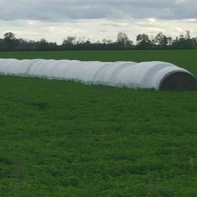 Alfalfa – 5301 | Interlake Forage Seeds