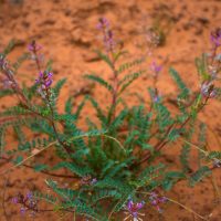 American Vetch | Interlake Forage Seeds