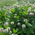 Kura Clover | Interlake Forage Seeds