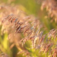Meadow Brome | Interlake Forage Seeds