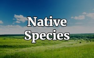 Interlake Forage Seeds | Fostering A Sustainable Forage Seed Industry ...