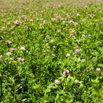 Red Clover | Interlake Forage Seeds