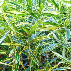 Reed Canary Grass | Interlake Forage Seeds