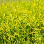 Sweet Clover | Interlake Forage Seeds